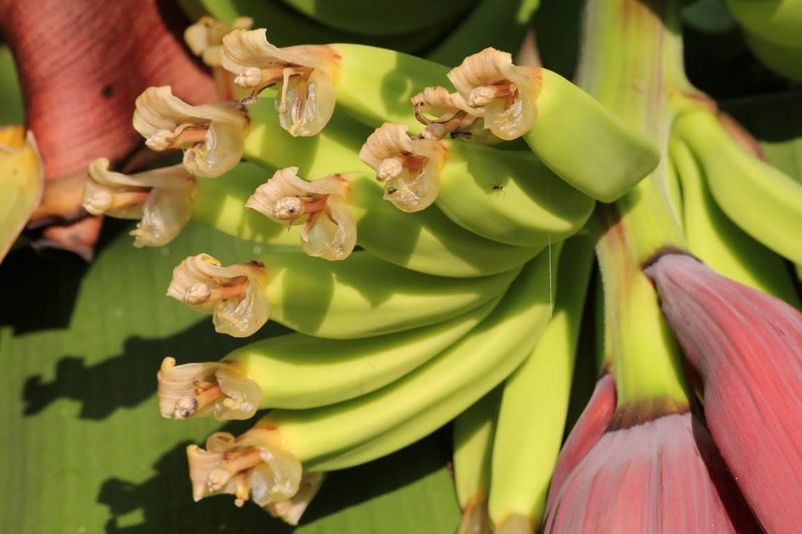 Painting | Basunti, a private lakeside yoga retreat in the foothills of ...