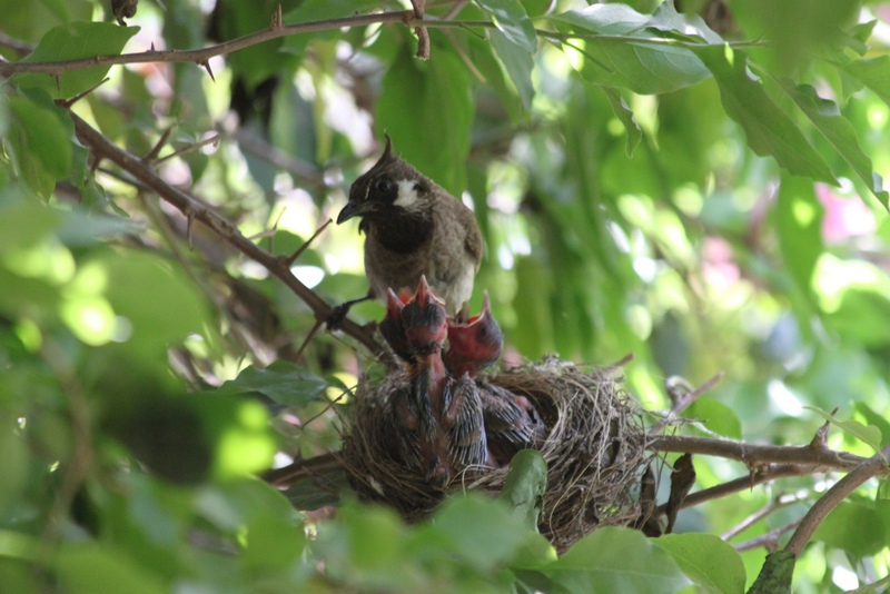 Interspecific Feeding of a Himalayan Bulbul chicks by an Oriental White ...