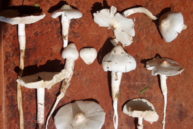 No rain for five days and Wild Mushrooms for Breakfast at Basunti ...