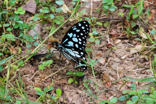 No rain for five days and Wild Mushrooms for Breakfast at Basunti ...