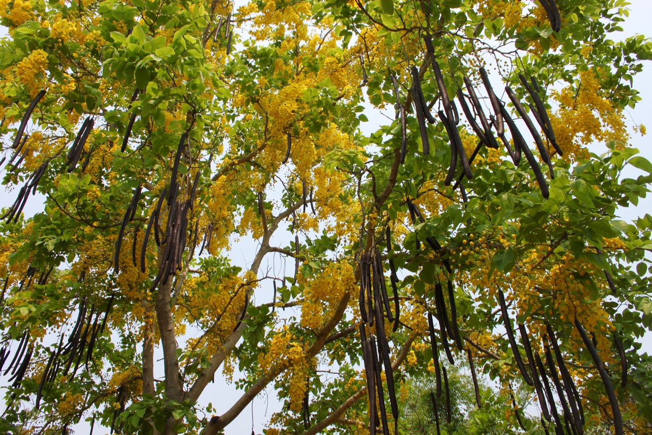 Monsoon rains and a bumper peach crop at Basunti | Basunti, a private ...